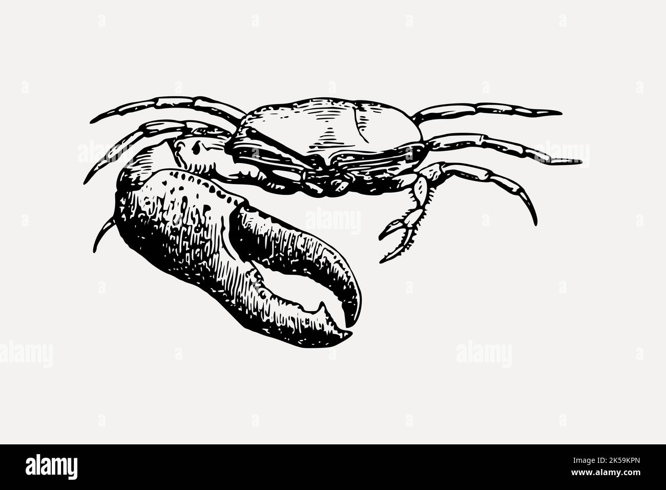 Fiddler crab drawing, vintage sea animal illustration vector Stock ...