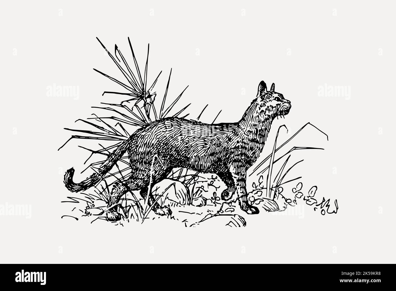 Wild cat drawing, vintage animal illustration vector Stock Vector Image ...