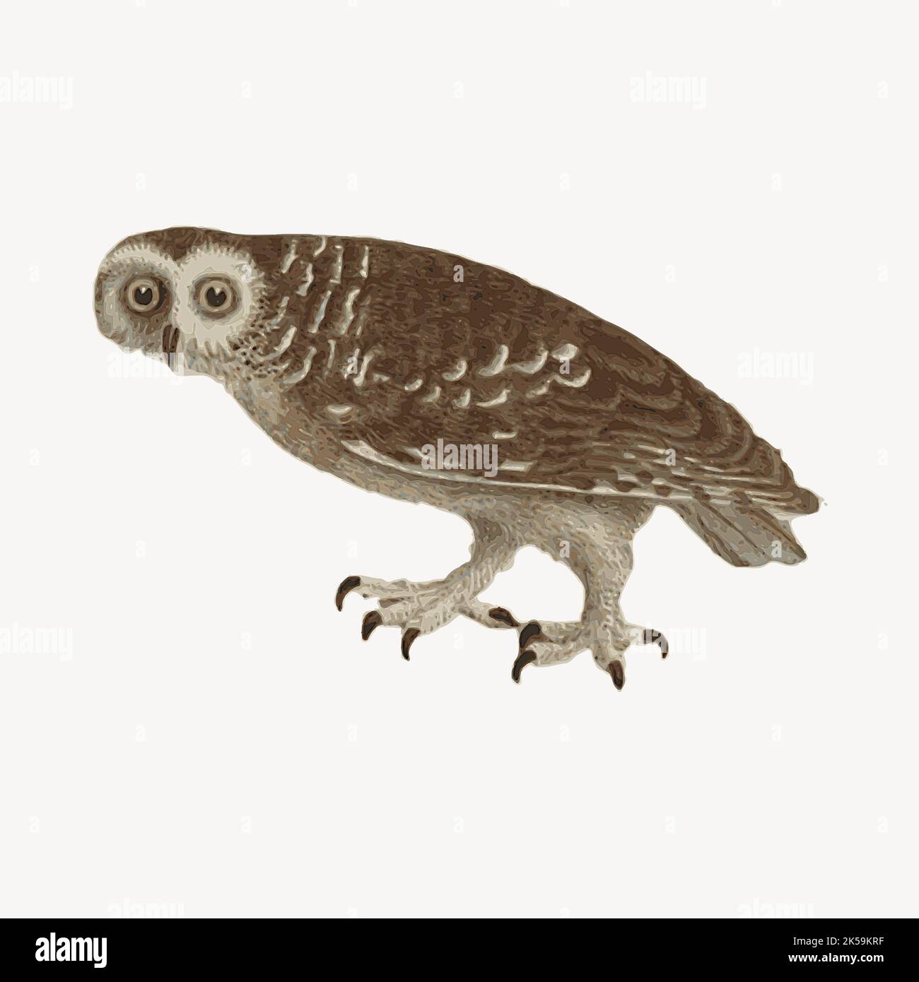Striped Owl Clipart