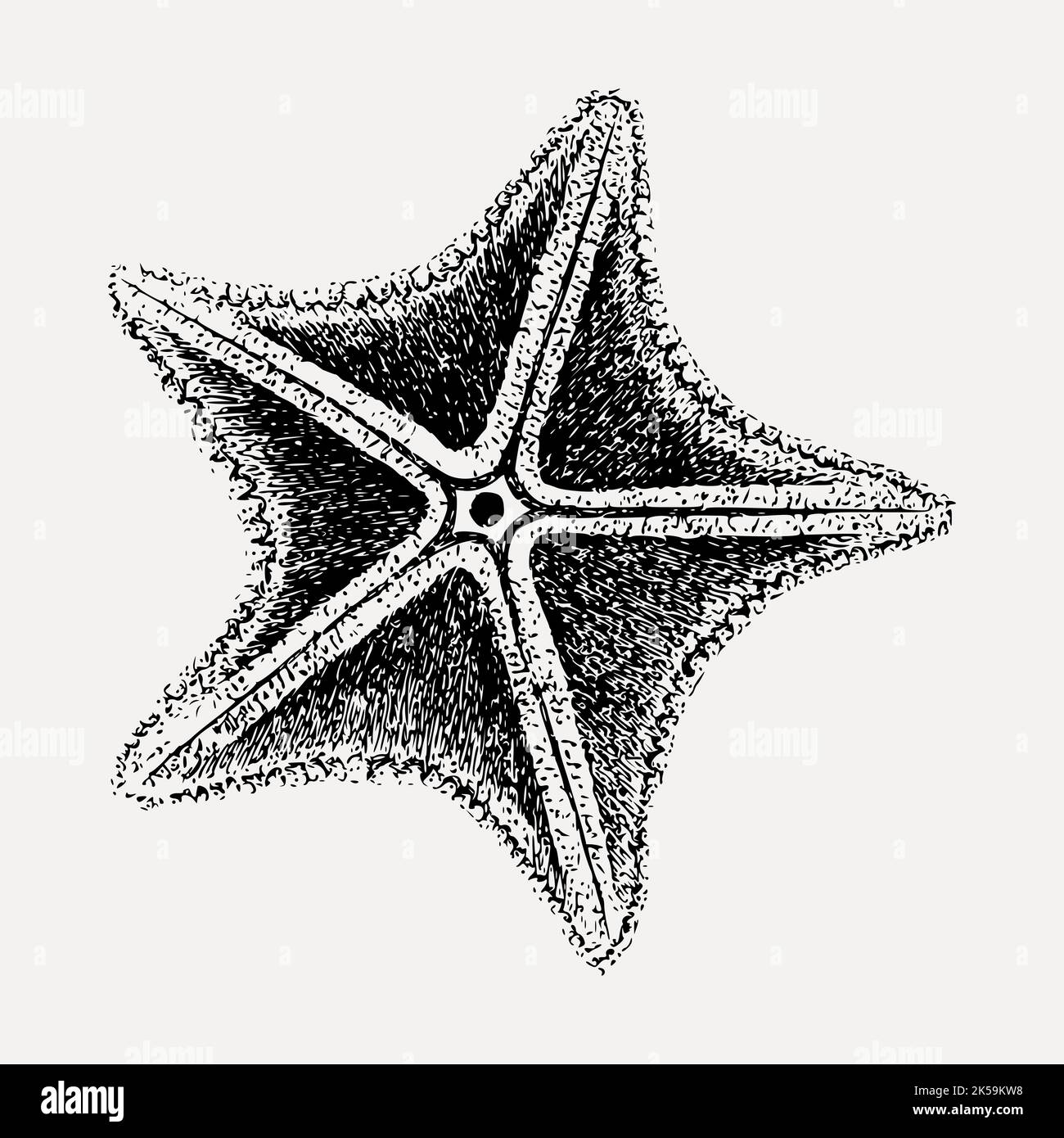 Starfish clipart, vintage hand drawn vector Stock Vector Image & Art ...