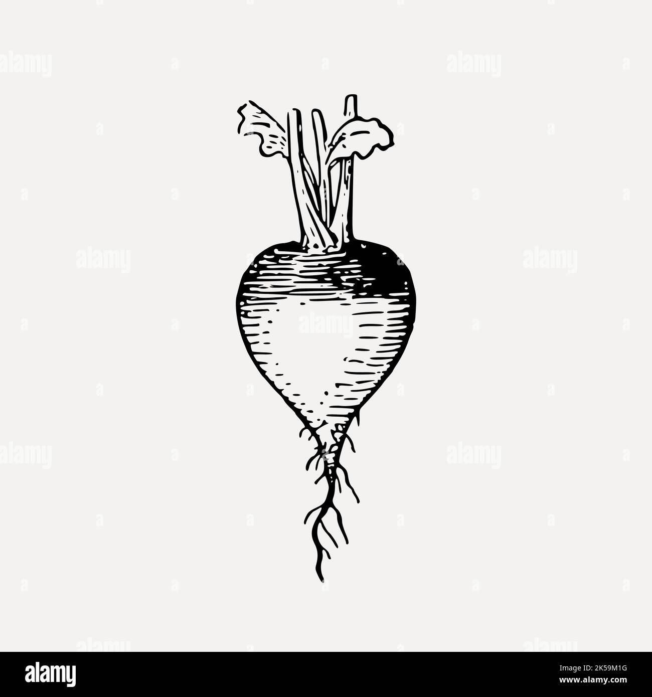 Radish drawing, vintage vegetable illustration vector Stock Vector ...