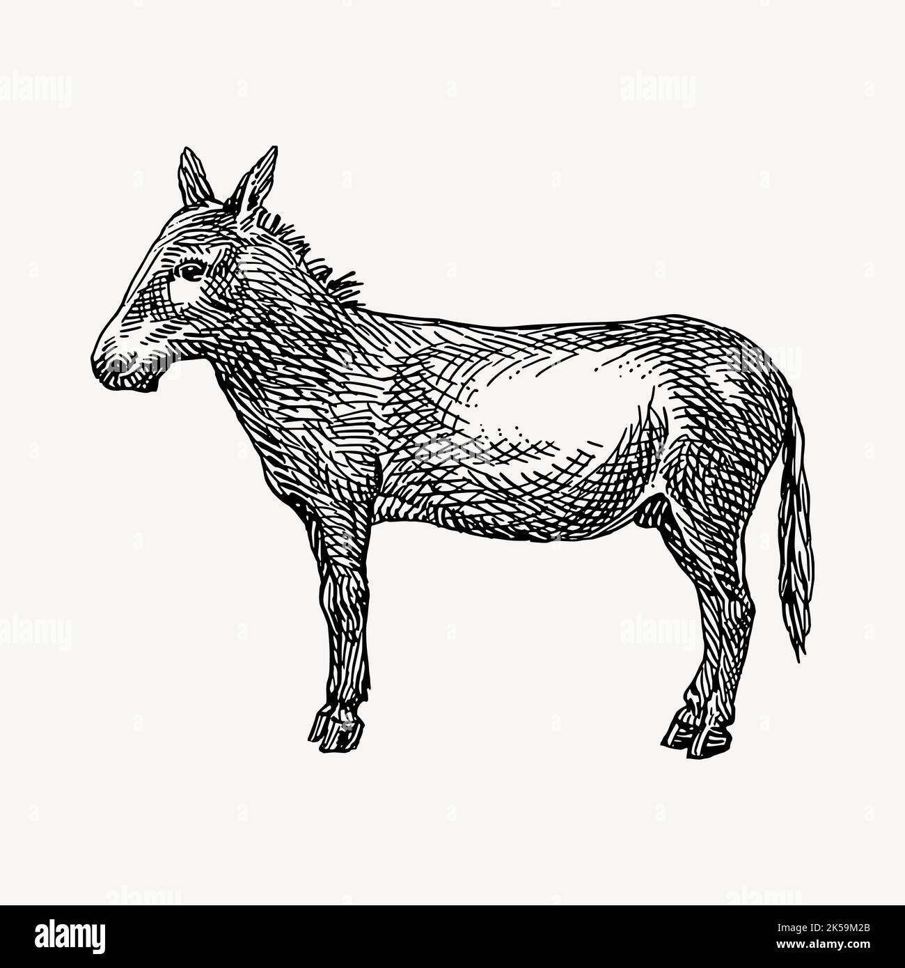 Donkey clipart, vintage hand drawn vector Stock Vector Image & Art - Alamy