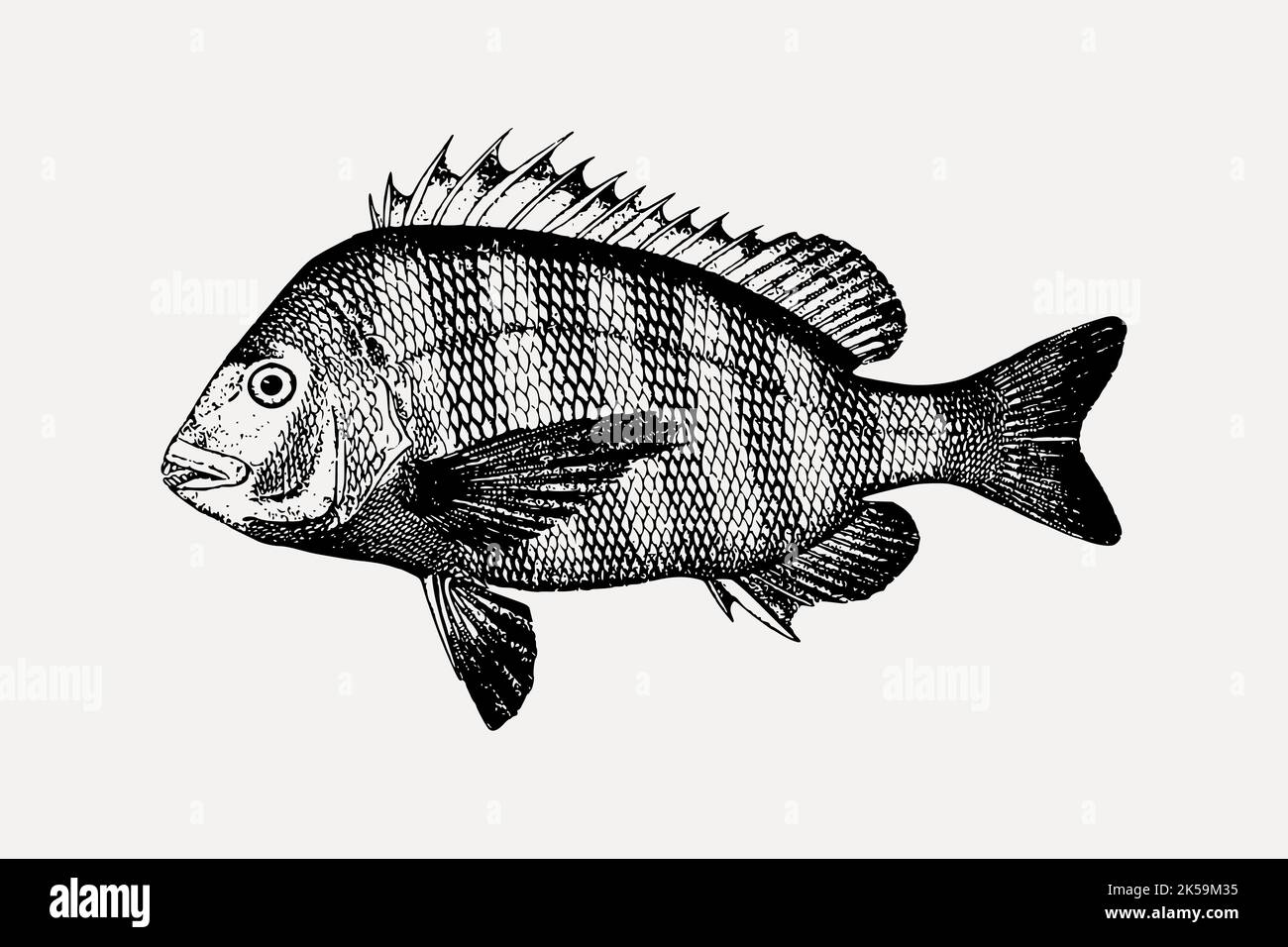 Vintage sea animal illustration vect Stock Vector Images - Alamy