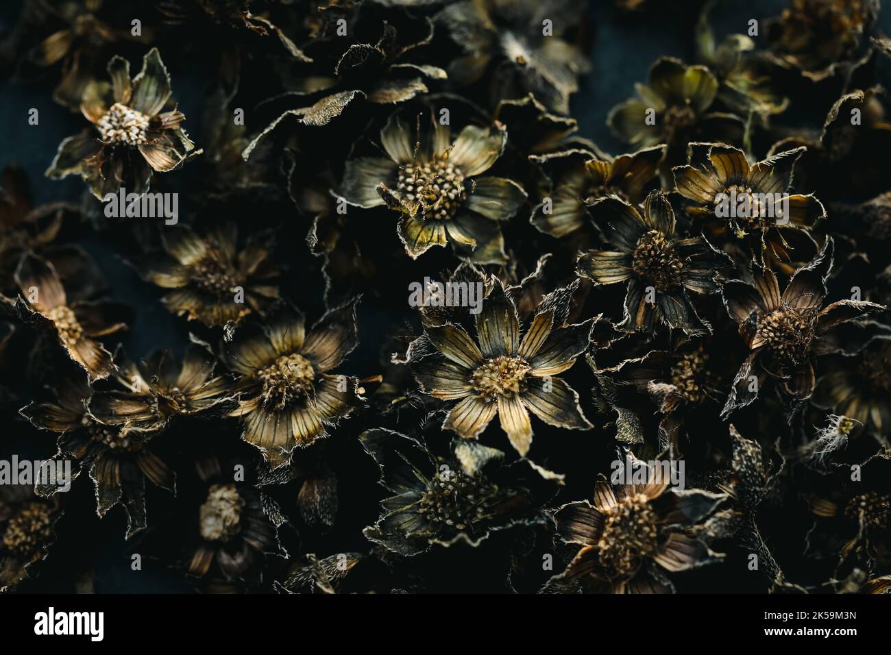 Beautiful black color dry flowers classic dark seamless abstract ...