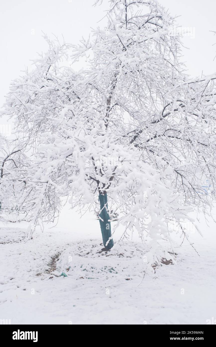 Winter snow scene in Moshan Scenic Area, East Lake, Wuhan, Hubei Stock ...