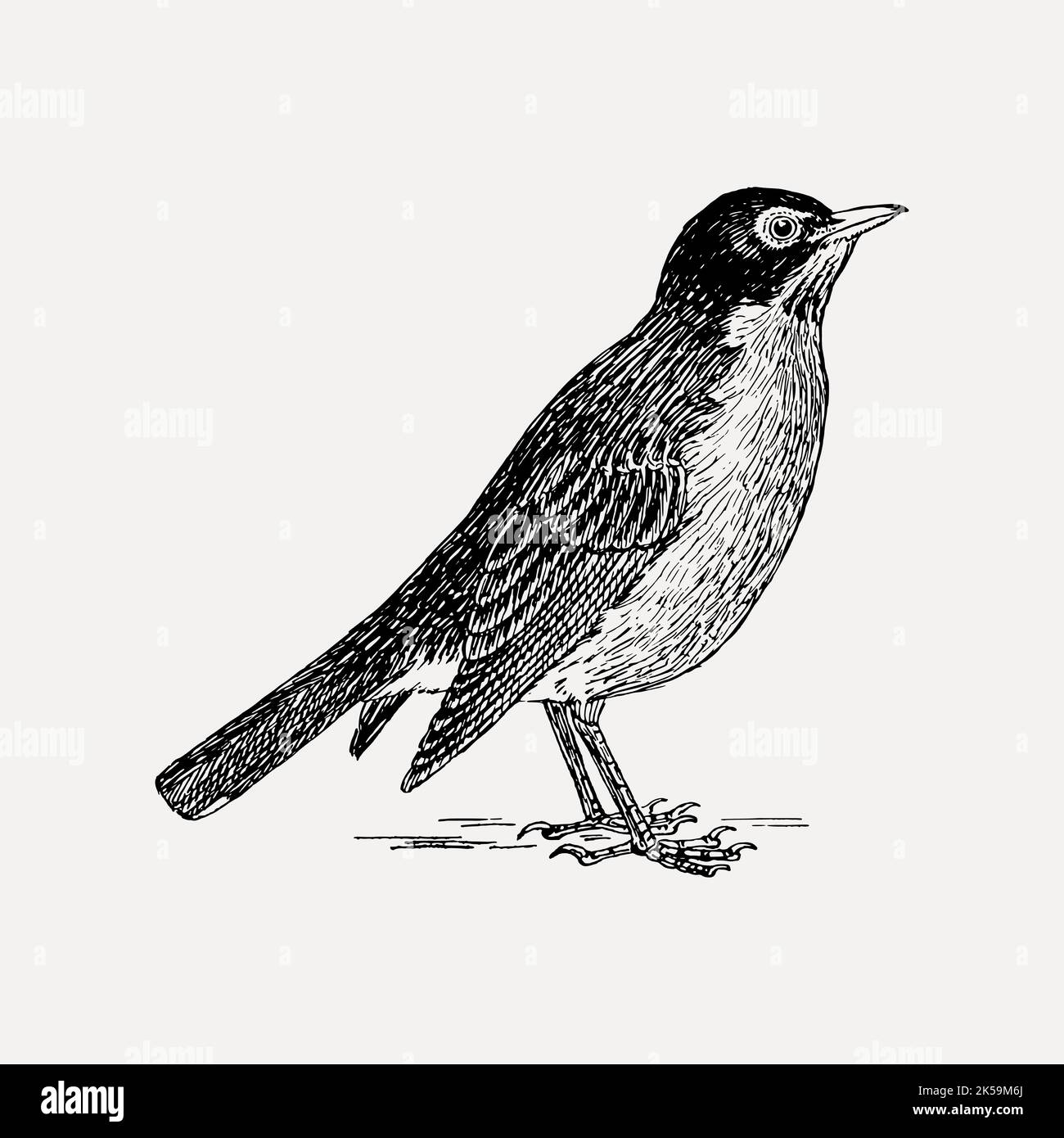 American robin bird drawing hi-res stock photography and images - Alamy