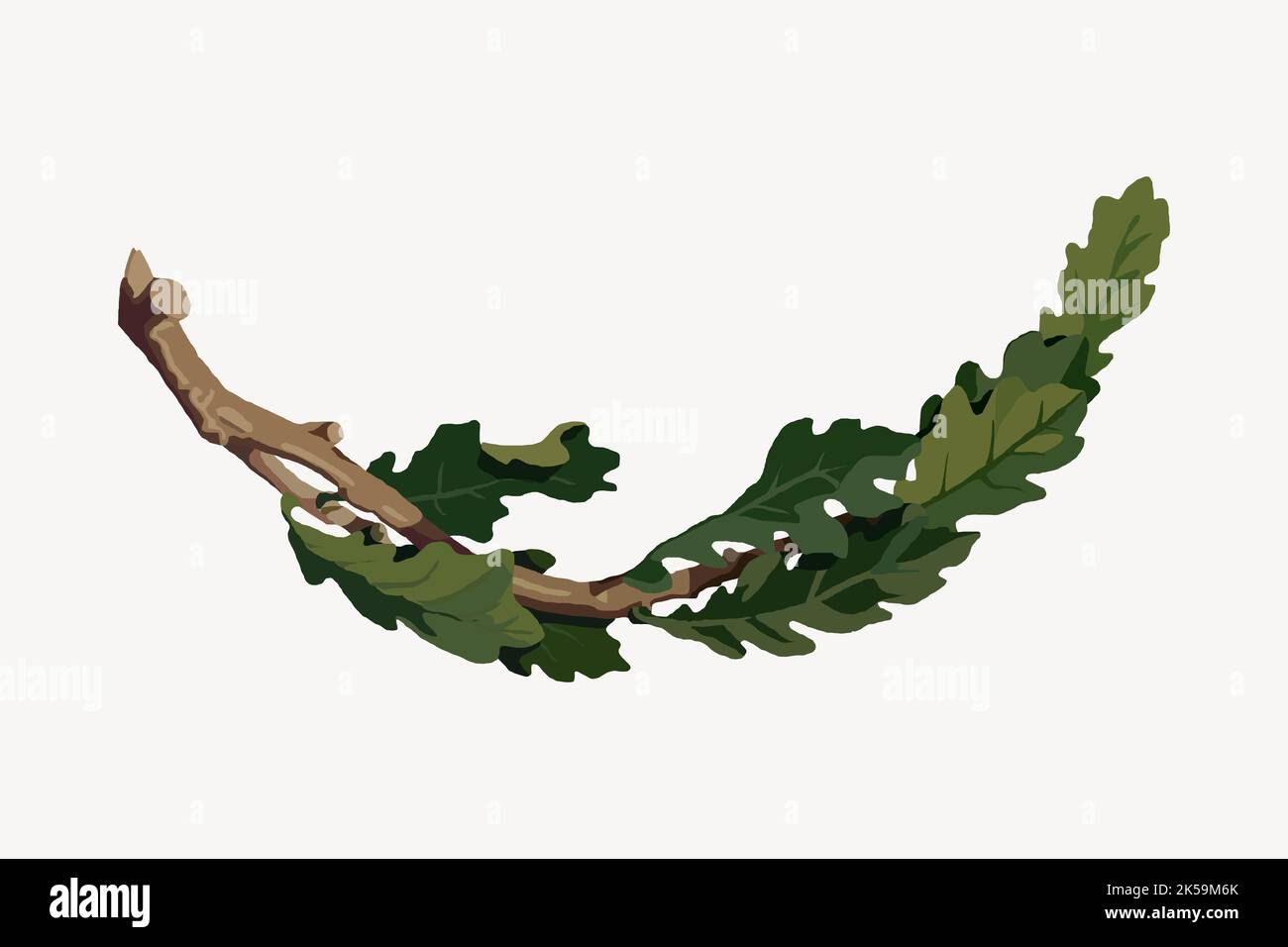 Oak branch clipart, botanical illustration vector Stock Vector Image ...