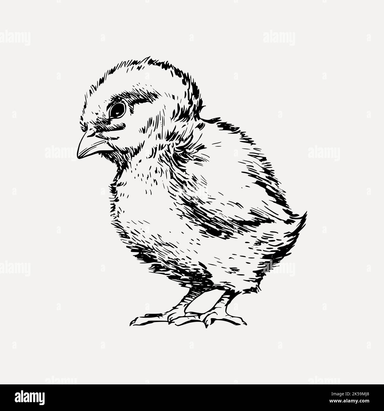 Chick drawing, vintage animal illustration vector Stock Vector Image ...