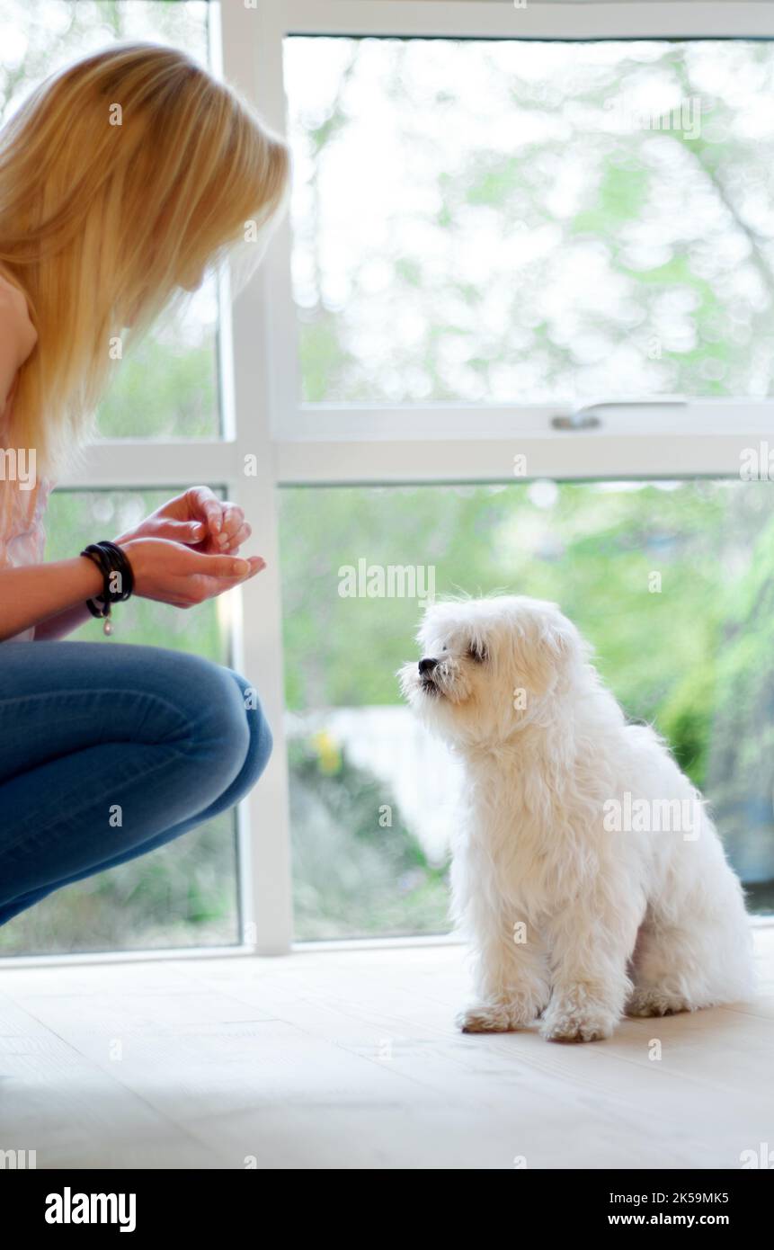 Teaching him good habits. A woman teaching her maltese poodle how to be ...