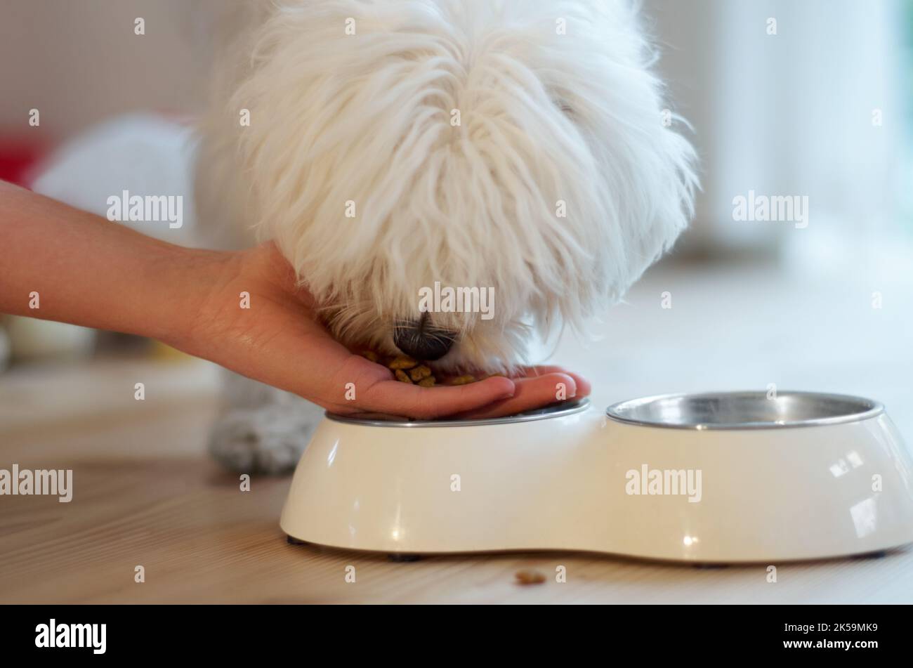 Special care and attention. a poodle sniffing the food in its owners ...