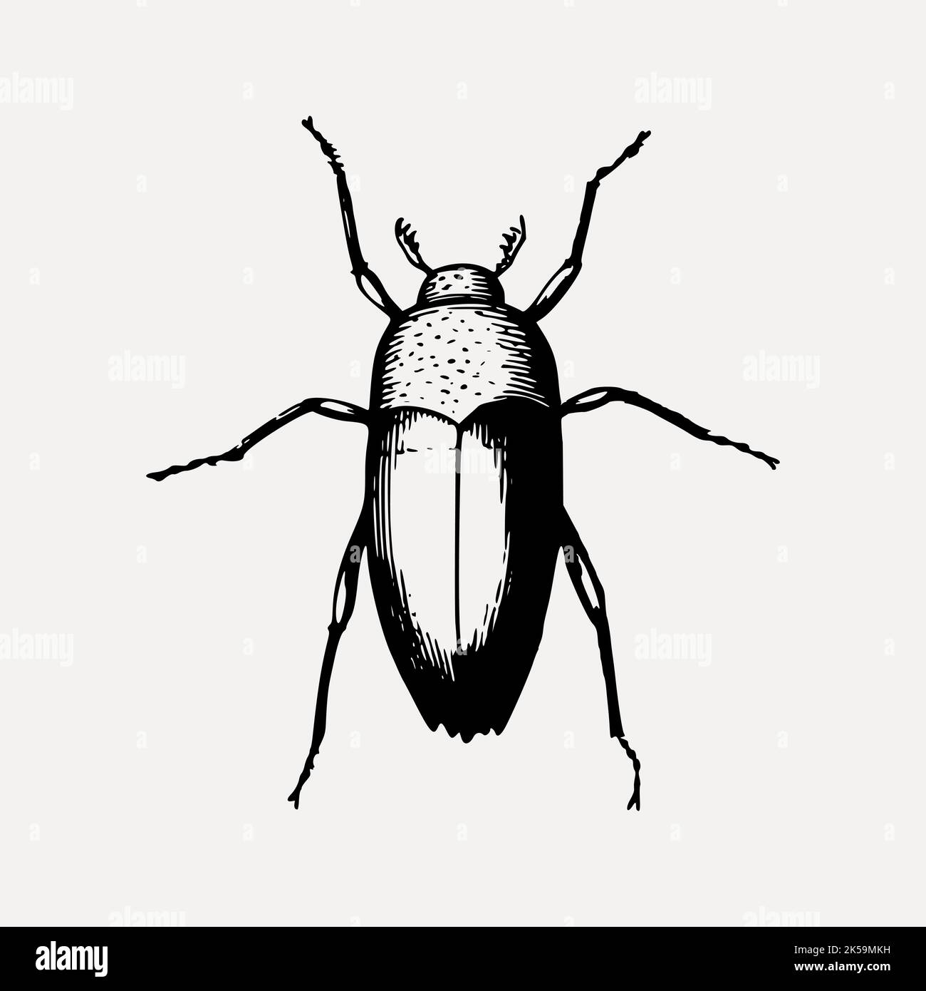 Beetle drawing, vintage insect illustration vector Stock Vector Image ...