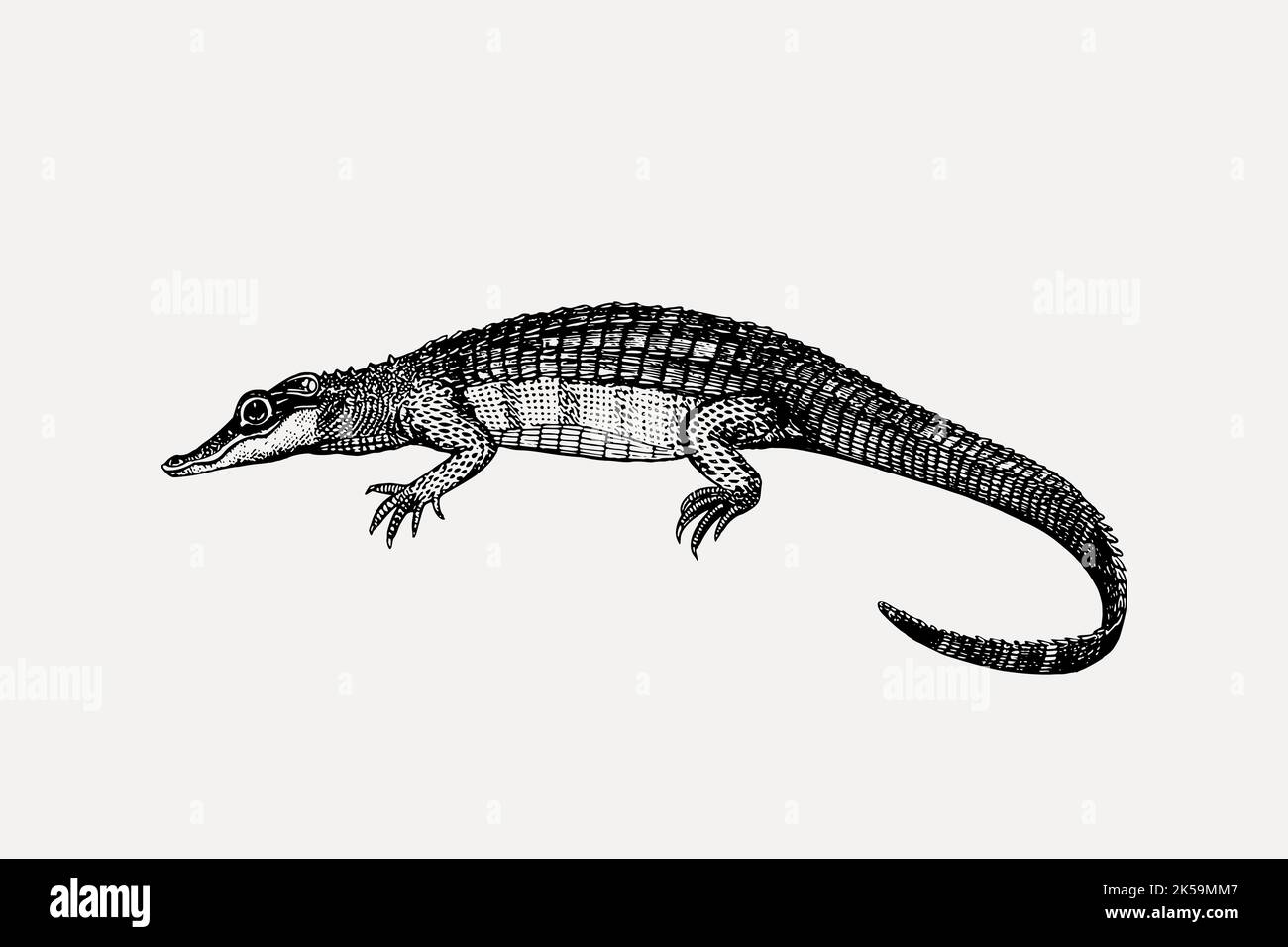 Caiman vector vectors hi-res stock photography and images - Alamy