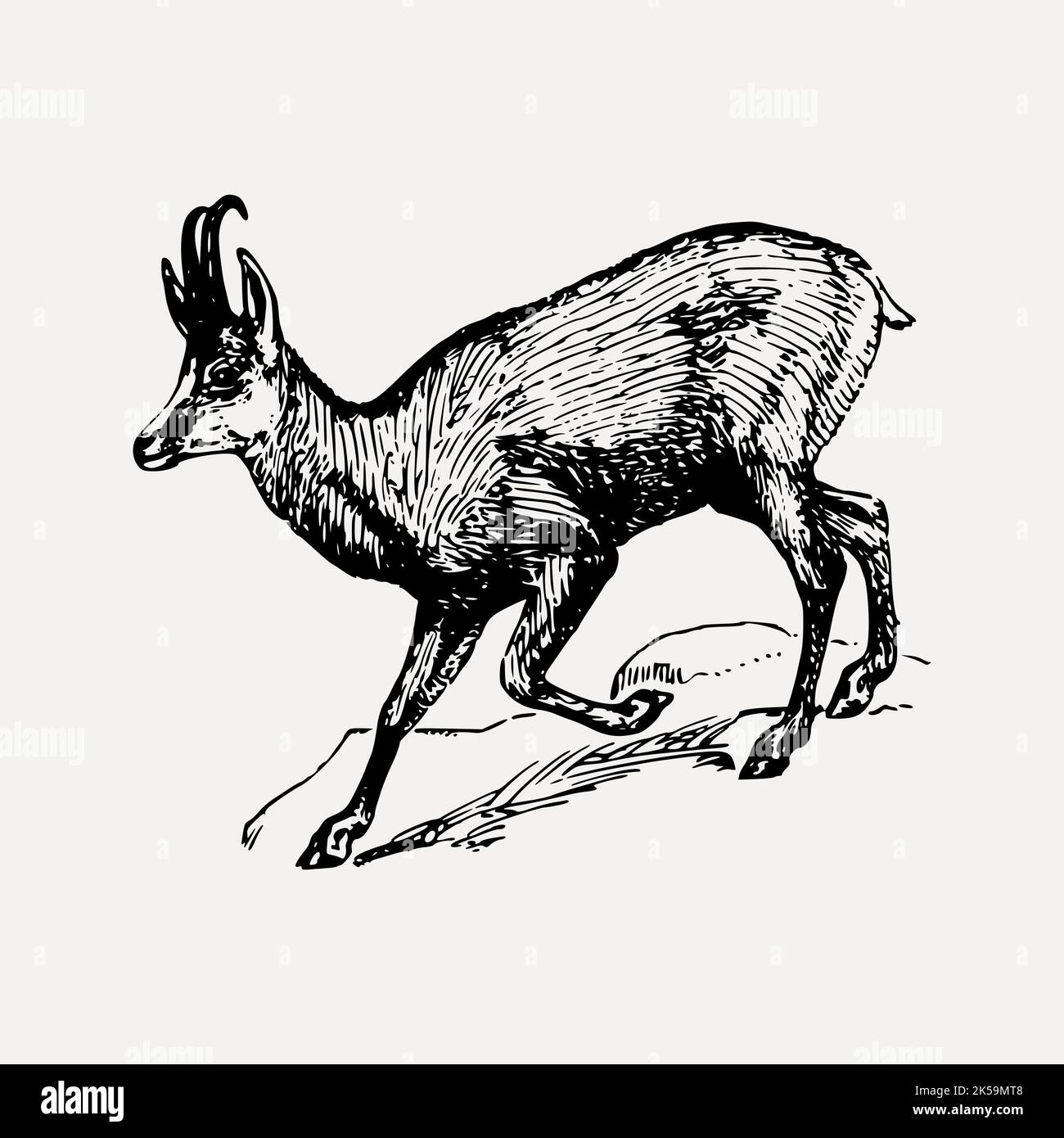 Chamois drawing, vintage animal illustration vector Stock Vector Image ...