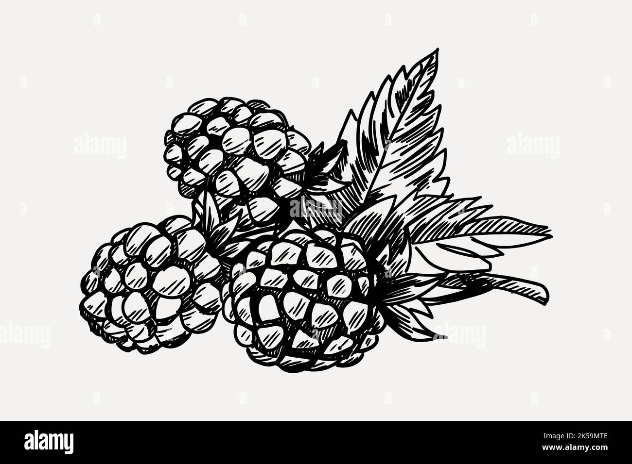 Blackberry clipart, drawing illustration vector Stock Vector Image ...