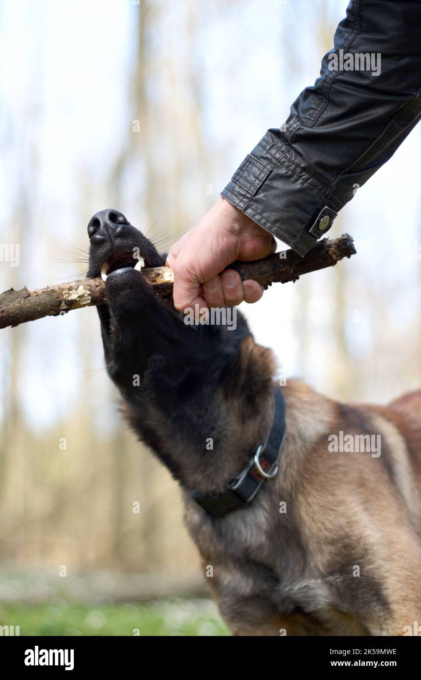 Biting down hard. A strong alsatian pulling a stick with his master ...