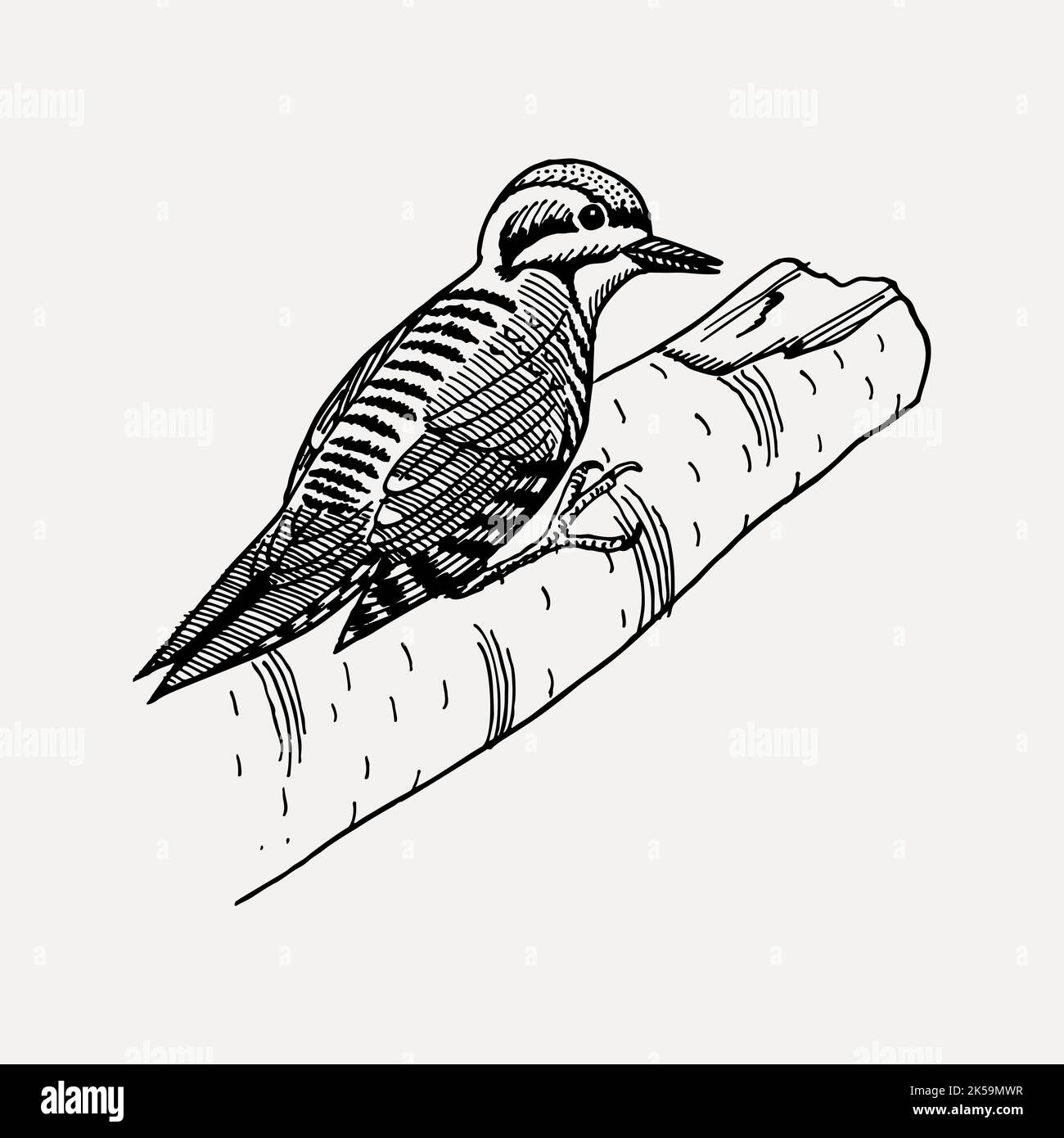 Woodpecker bird clipart, drawing illustration vector Stock Vector Image ...
