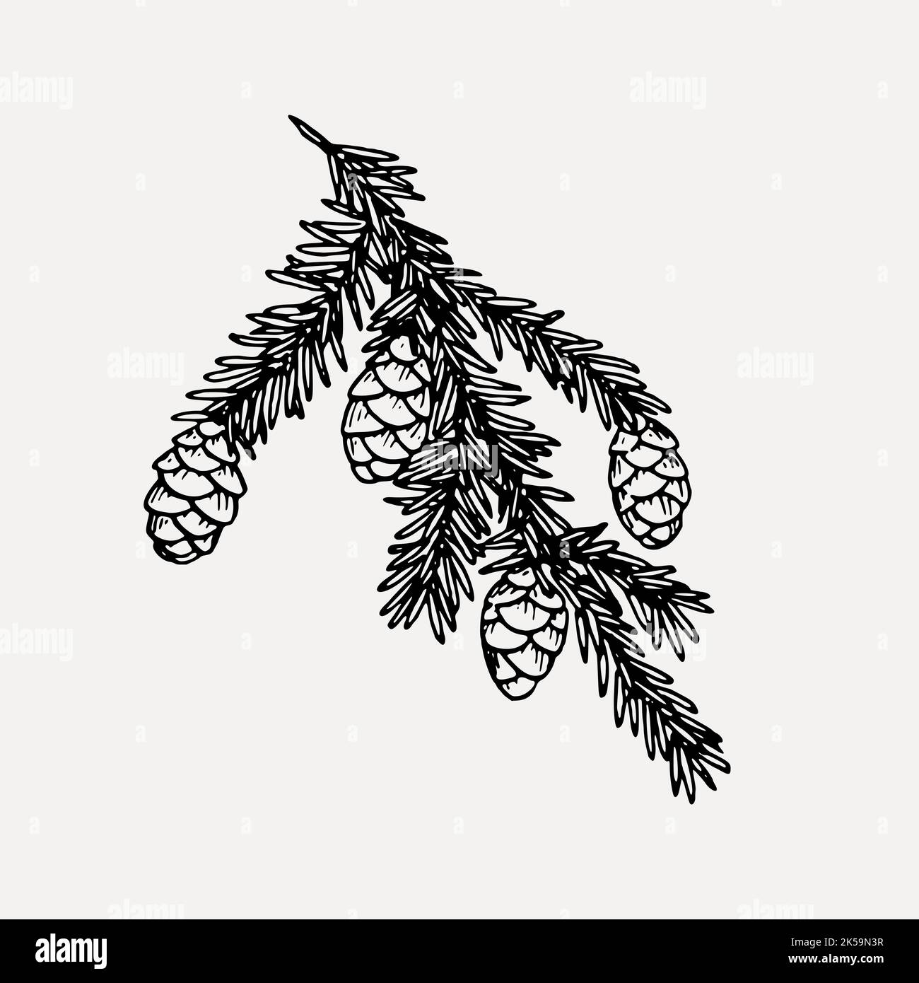 Hemlock drawing hi-res stock photography and images - Alamy