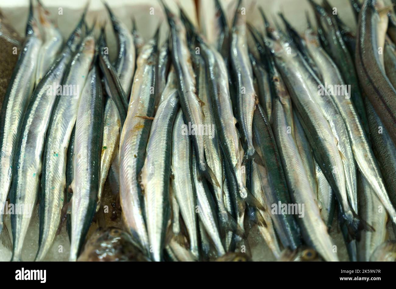 Slender garfish hi-res stock photography and images - Alamy