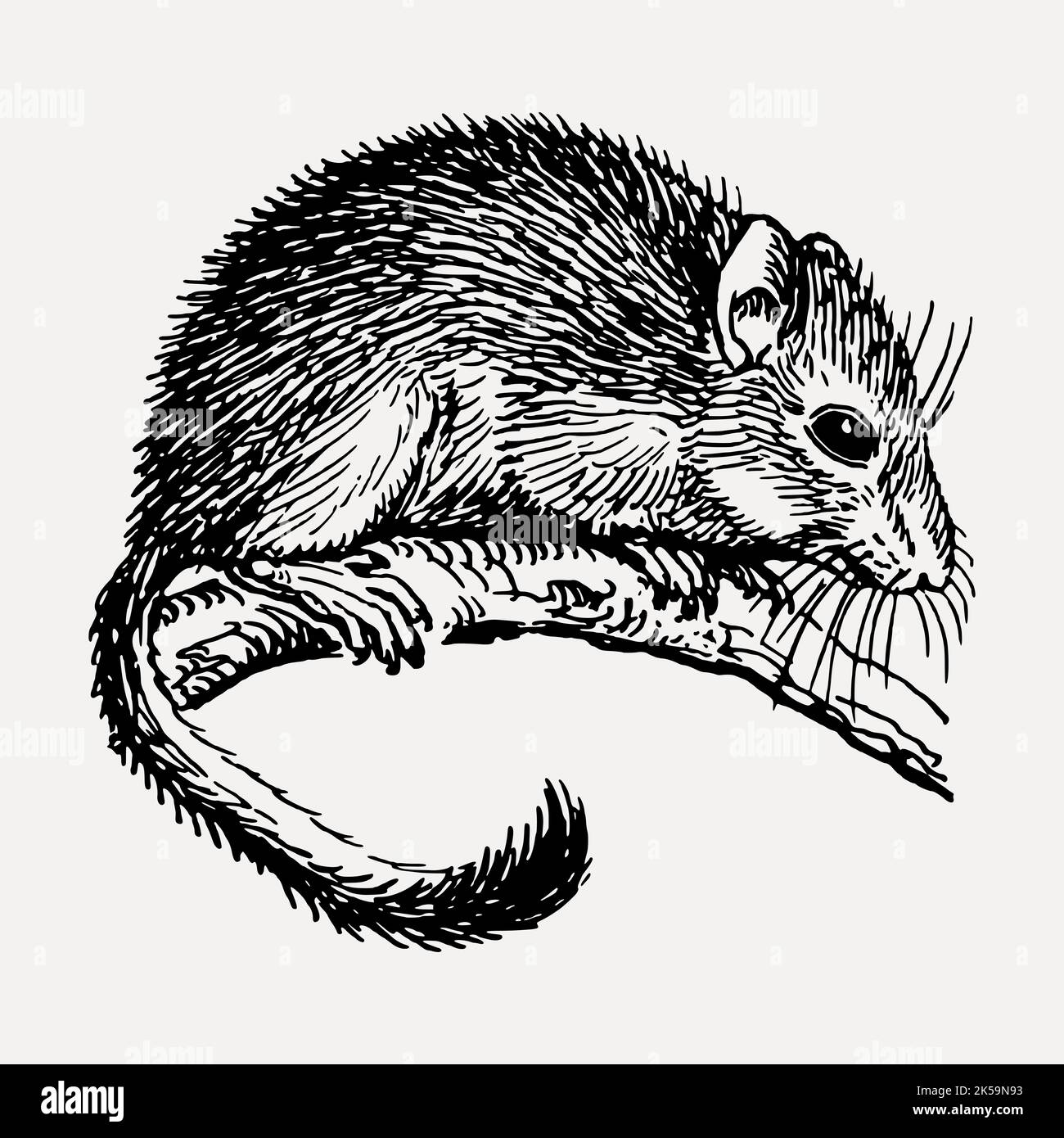 Cute dormouse clipart, vintage hand drawn vector Stock Vector Image ...