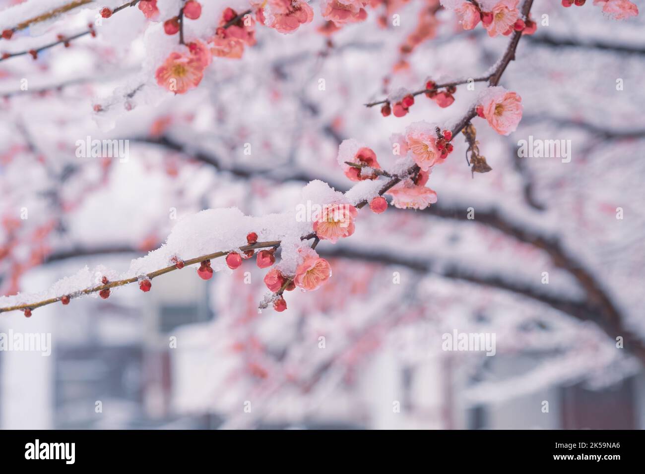 Plum blossoms in snow in East Lake Scenic Area, Wuhan, Hubei Stock ...