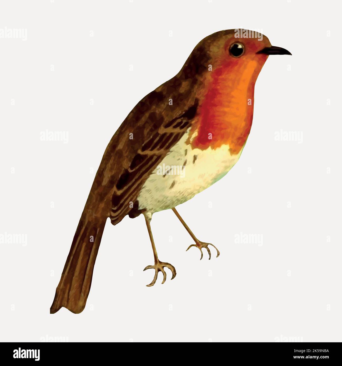 European robin bird clipart Stock Vector Images - Alamy