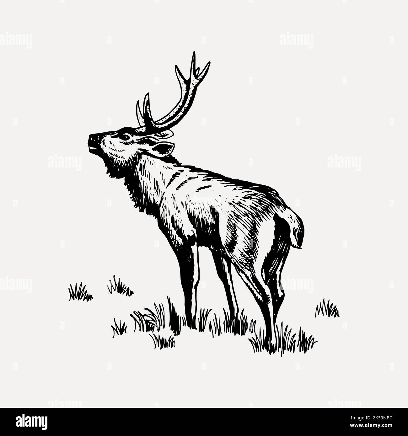Rusa deer drawing, vintage animal illustration vector Stock Vector ...