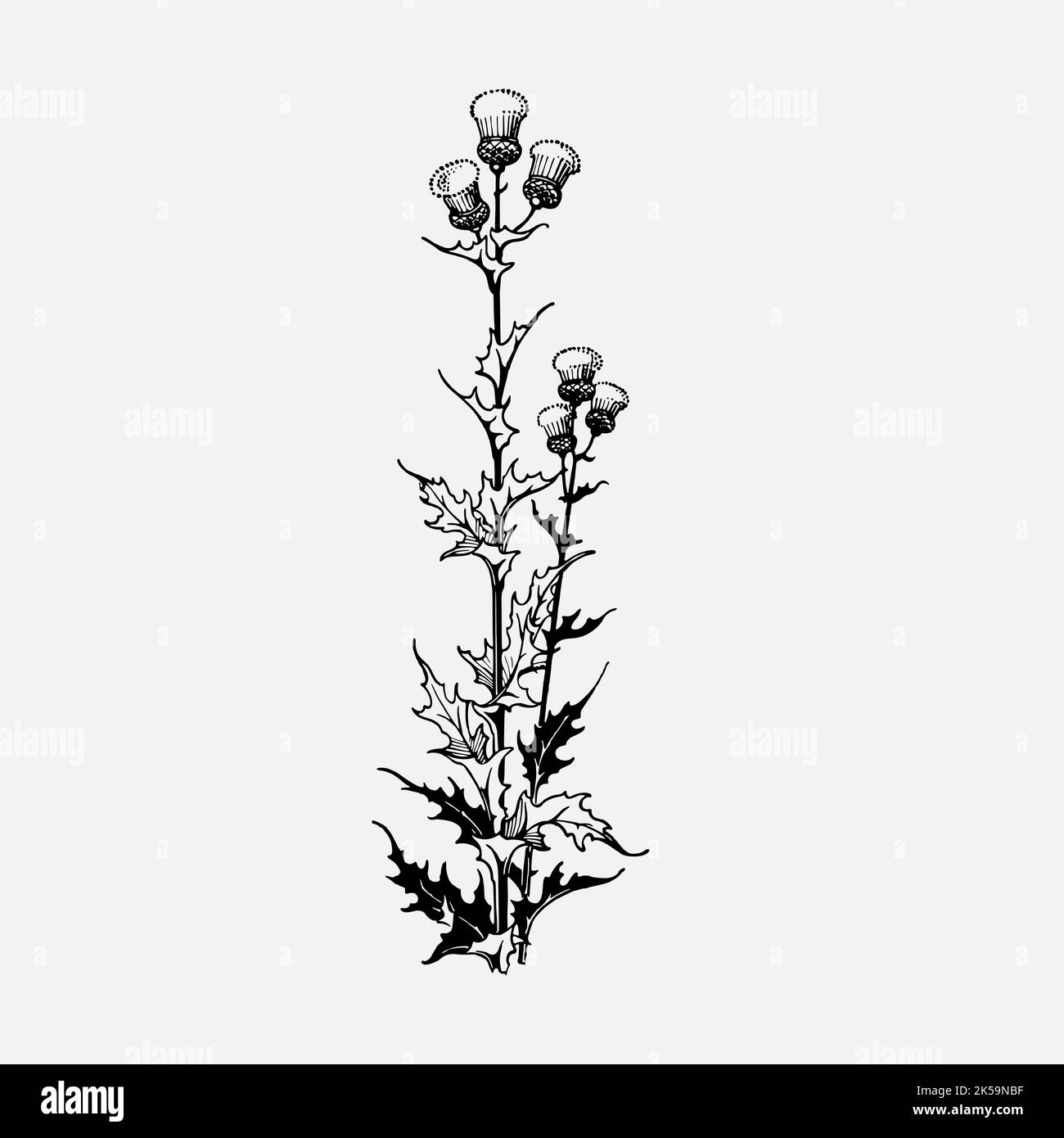 Thistle flower clipart, vintage hand drawn vector Stock Vector Image ...