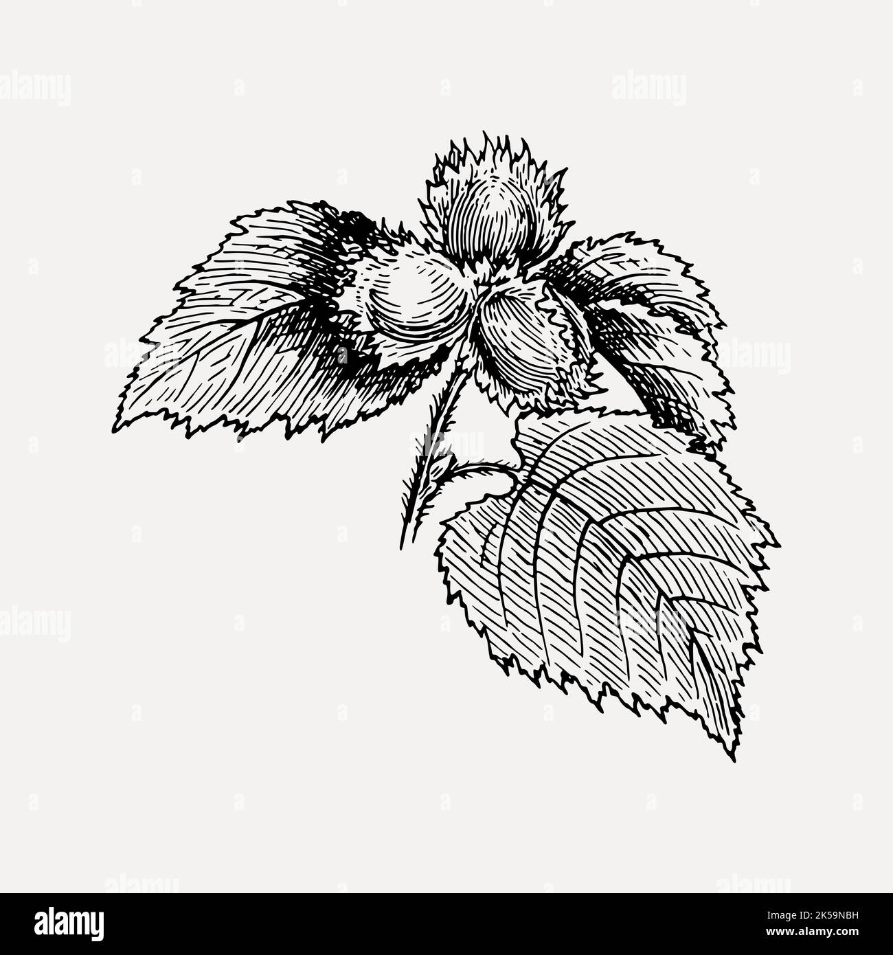 Hazel drawing, vintage plant illustration vector Stock Vector Image ...