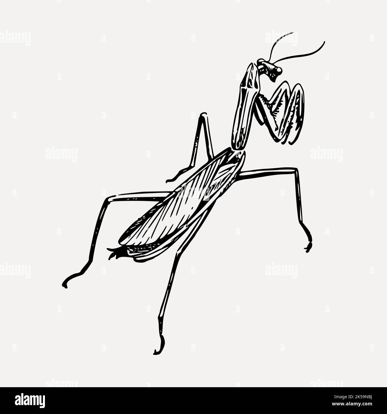 Praying mantis clipart hi-res stock photography and images - Alamy