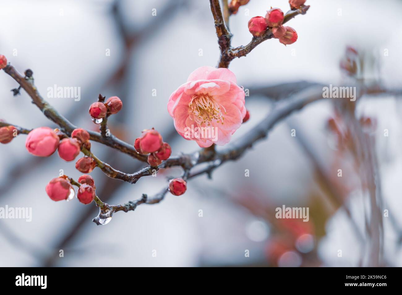 Aoxue red plum hi-res stock photography and images - Alamy