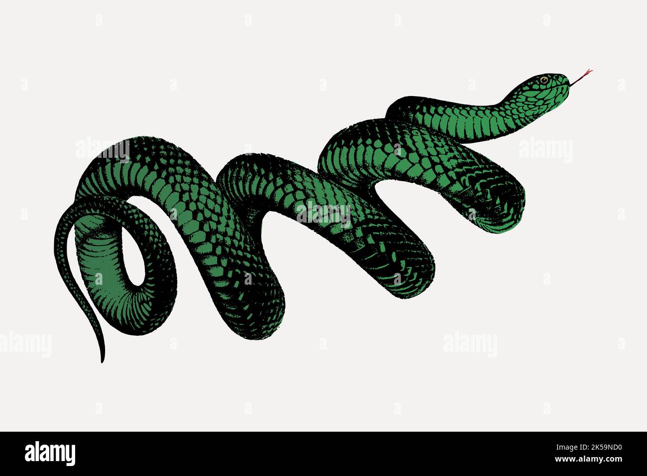 Coiled green snake clipart, vintage hand drawn vector Stock Vector ...