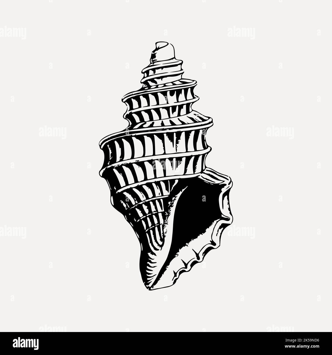 Sea shell drawing, vintage illustration vector Stock Vector Image & Art ...
