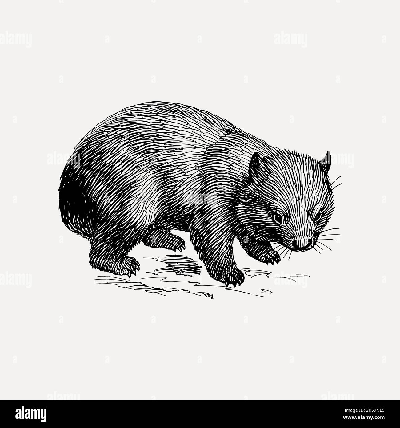 Wombat drawing, vintage animal illustration vector Stock Vector Image ...