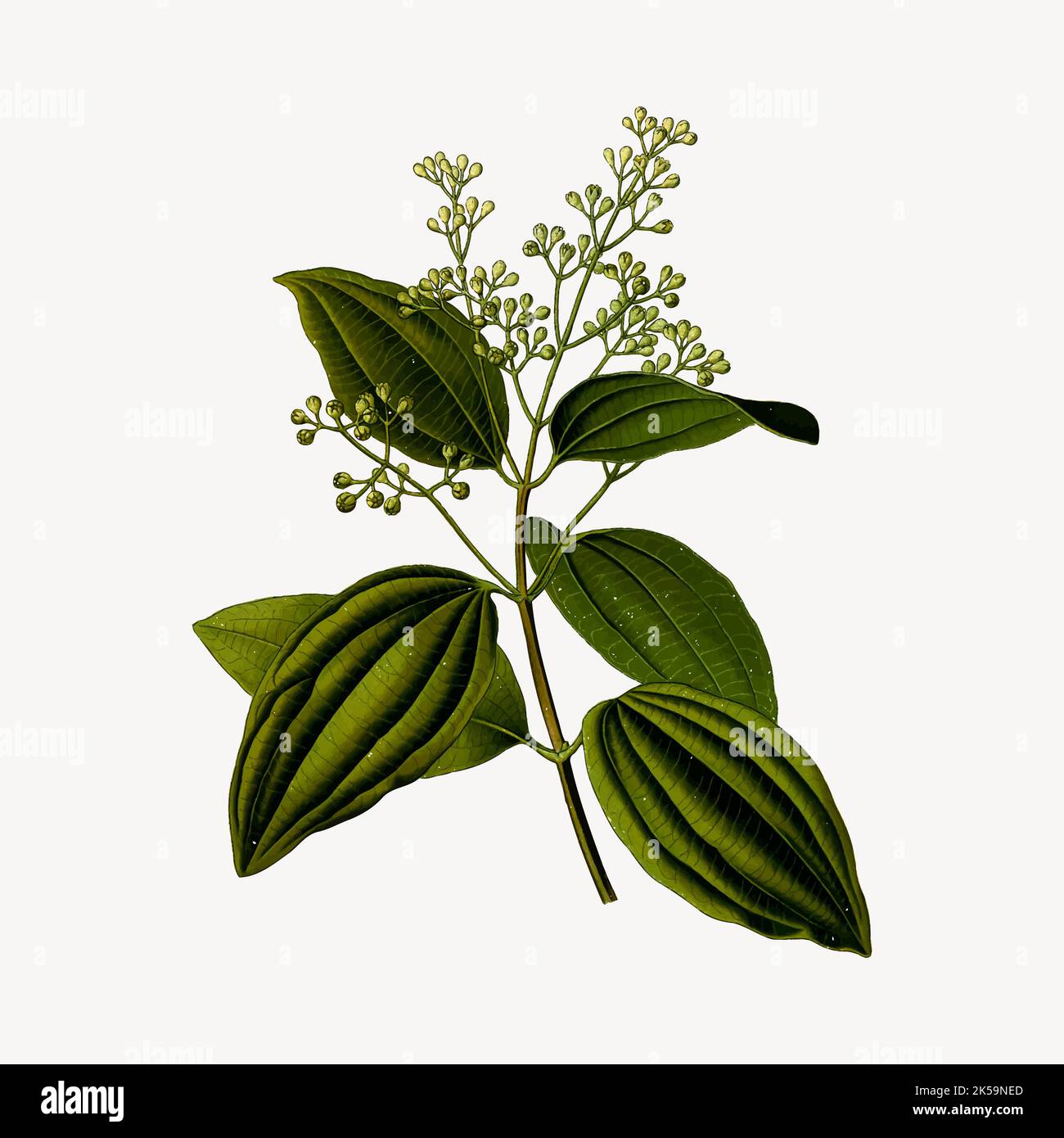 Cinnamon leaf clipart, botanical illustration vector Stock Vector Image ...