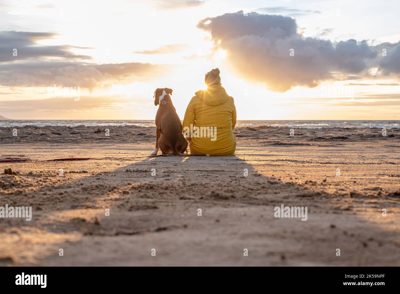 a german boxer dog sitting on the seashore during sunset with owner ...