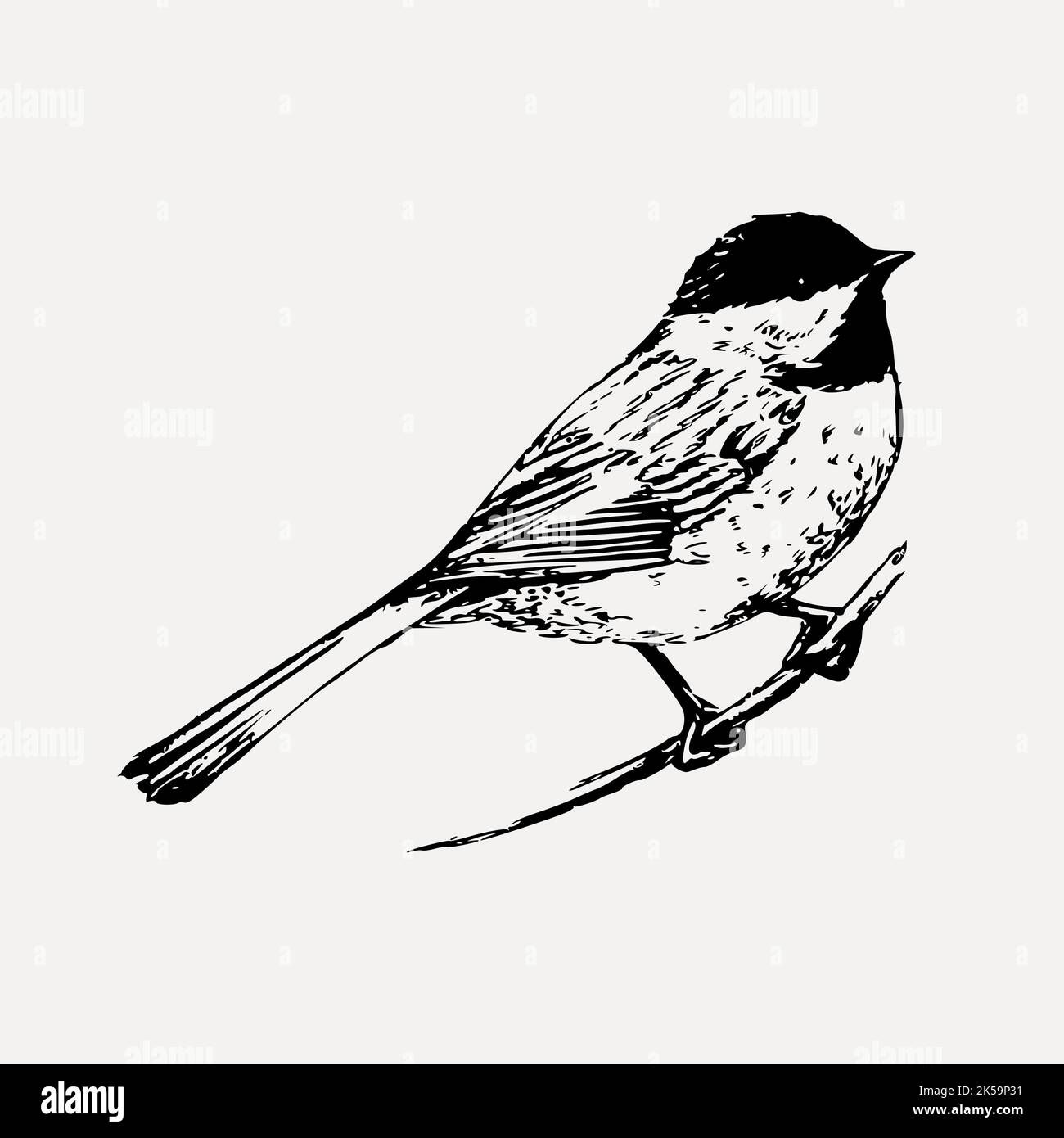 How To Draw A Chickadee