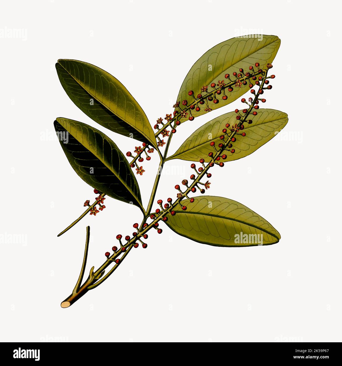 Paraguay jaborandi leaf clipart hi-res stock photography and images - Alamy