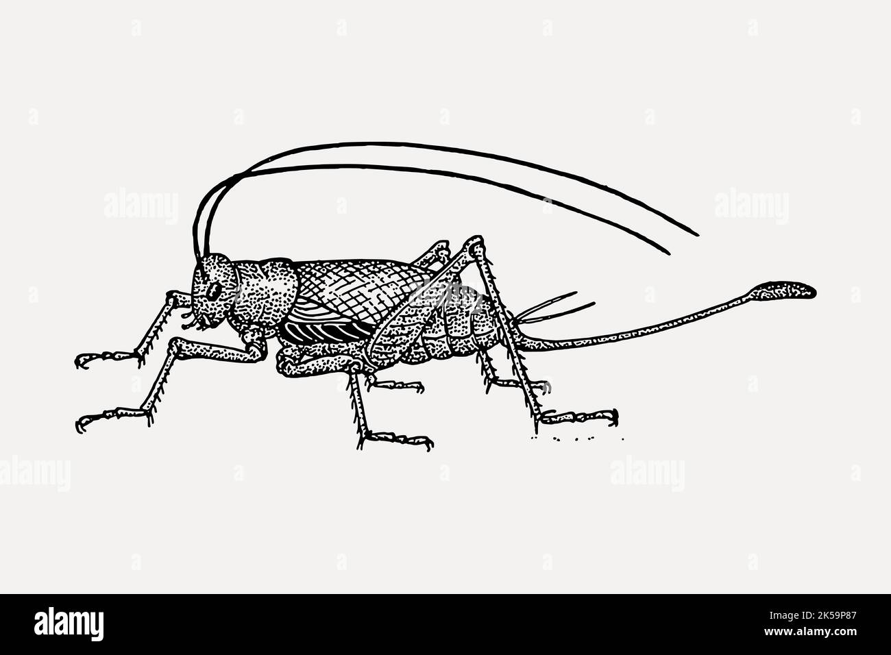 Cricket Insect Clip Art
