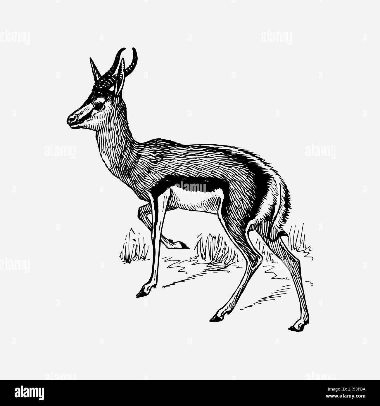 Springbok clipart hi-res stock photography and images - Alamy