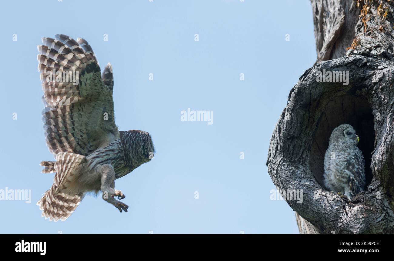 Breeding barred owl hi-res stock photography and images - Alamy