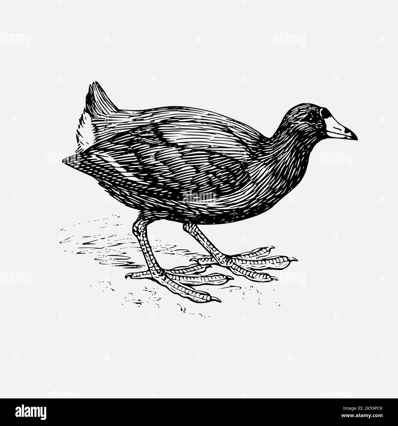 Coot bird clipart Stock Vector Images - Alamy