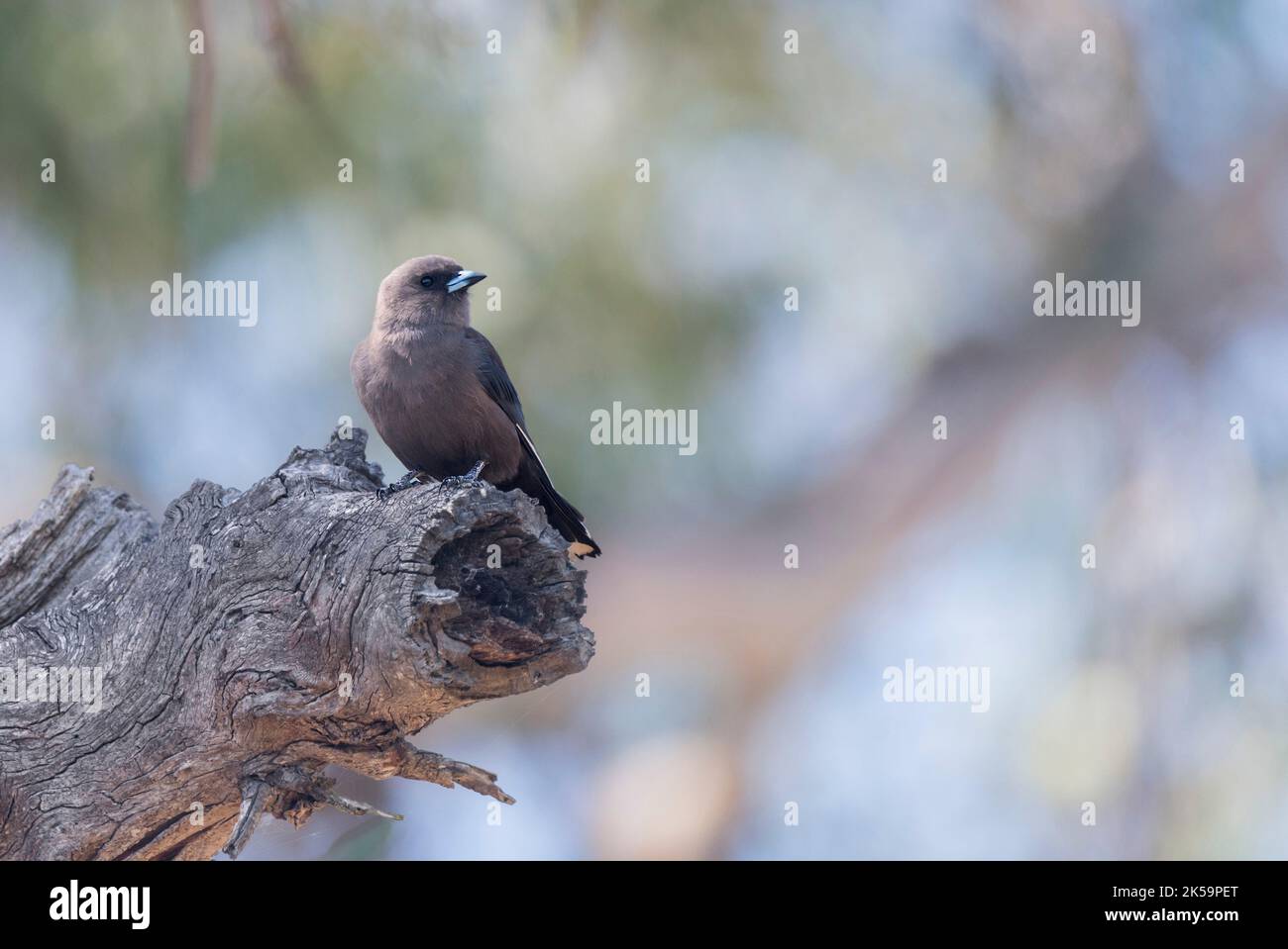 Woodswallow tree hi-res stock photography and images - Alamy