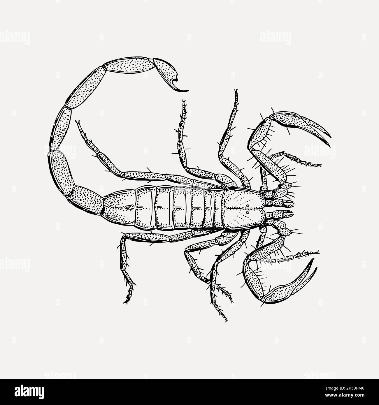 Scorpion Clipart