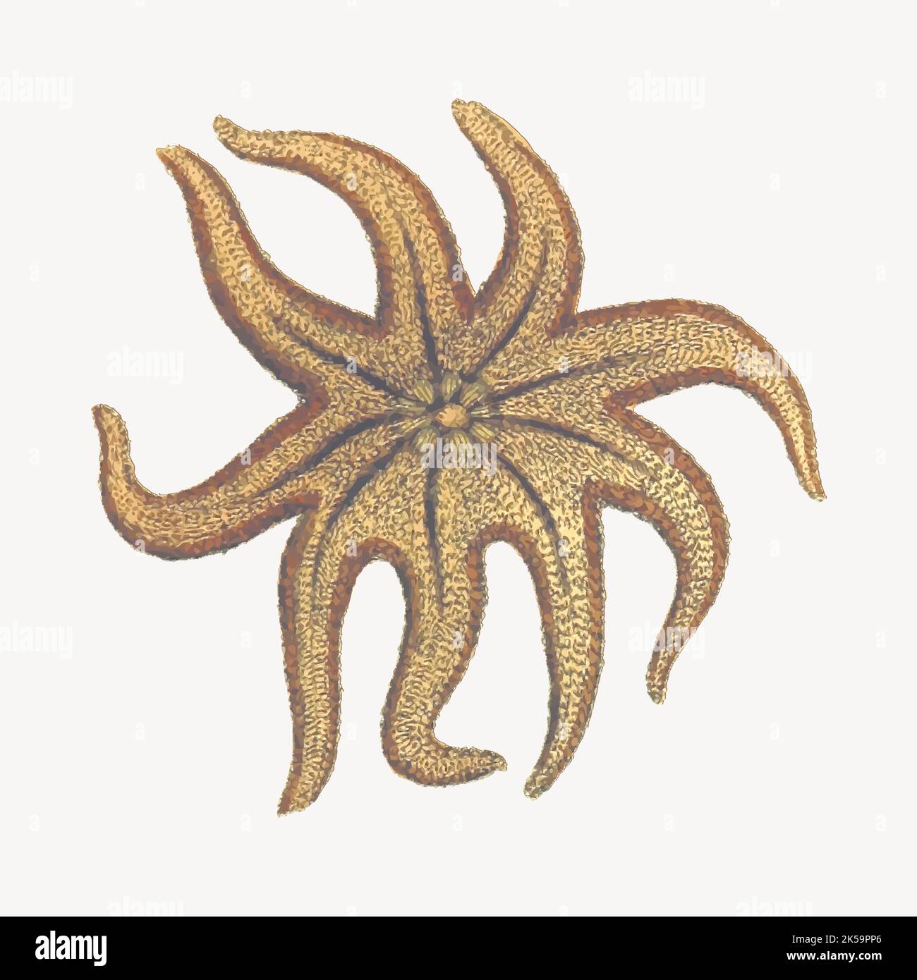 Starfish clipart, animal illustration vector Stock Vector Image & Art ...