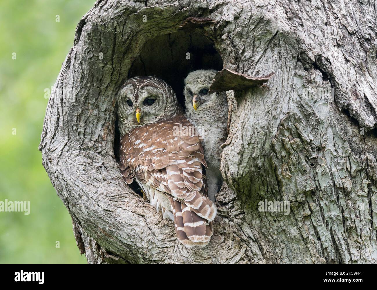 Cozy bird hi-res stock photography and images - Alamy