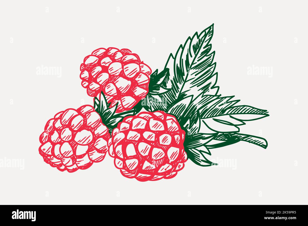Raspberry clipart, drawing illustration vector Stock Vector Image & Art ...