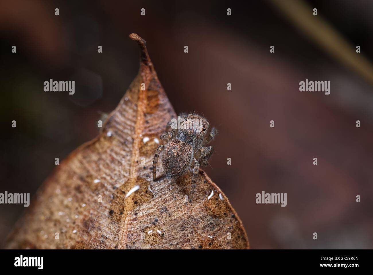 Female Peacock spider, Maratus mungaich, the Banksia Peacock spider ...