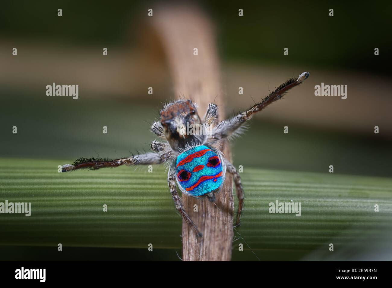Peacock spider, Maratus speciosus, the coastal Peacock spider Stock ...