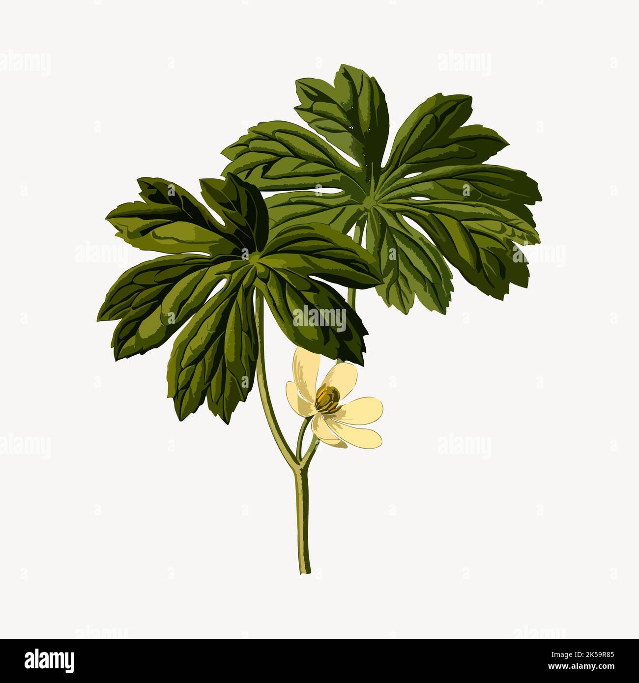 Flower clipart, botanical illustration vector Stock Vector Image & Art ...