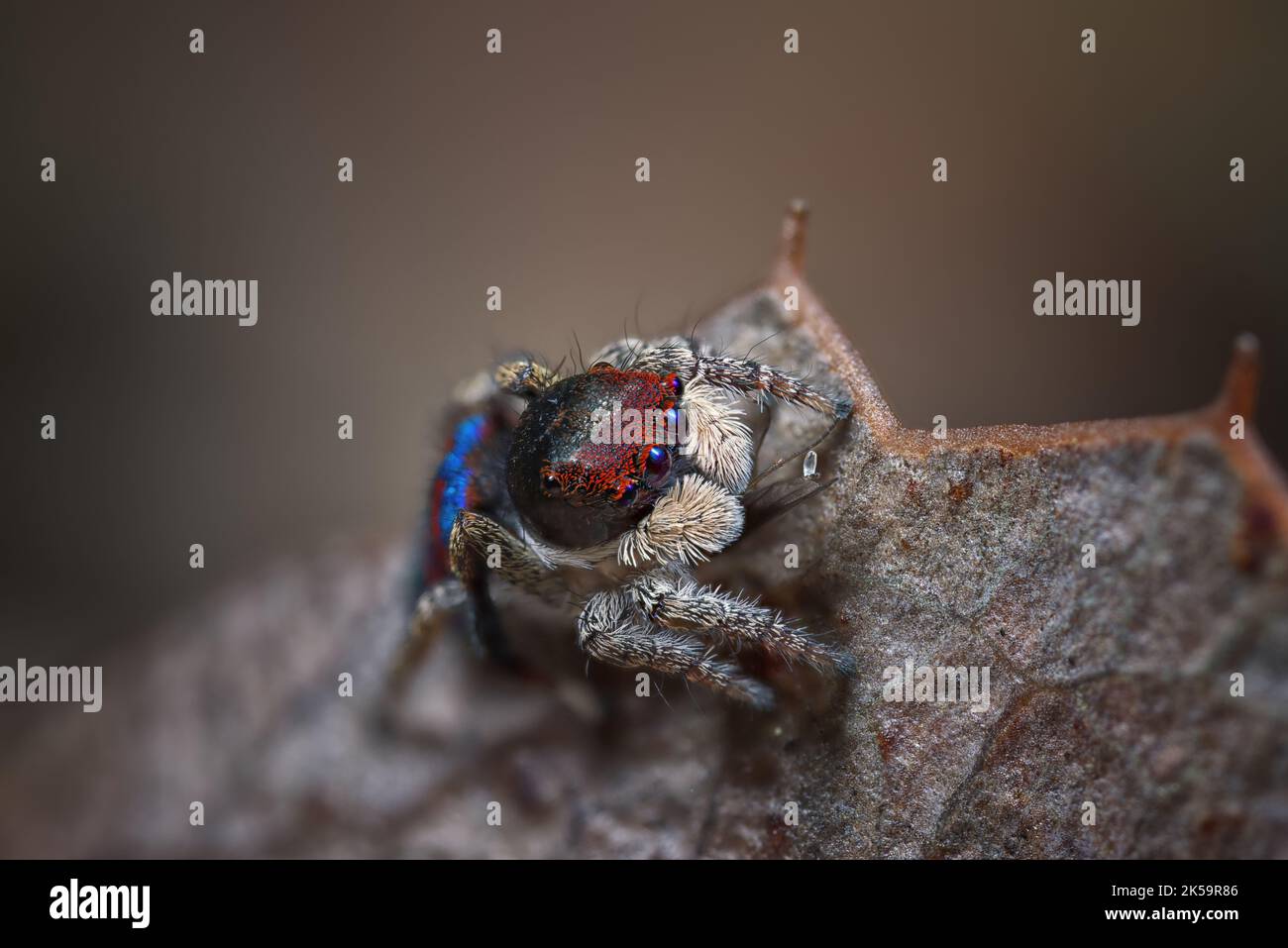 Male Peacock spider, Maratus mungaich Stock Photo - Alamy
